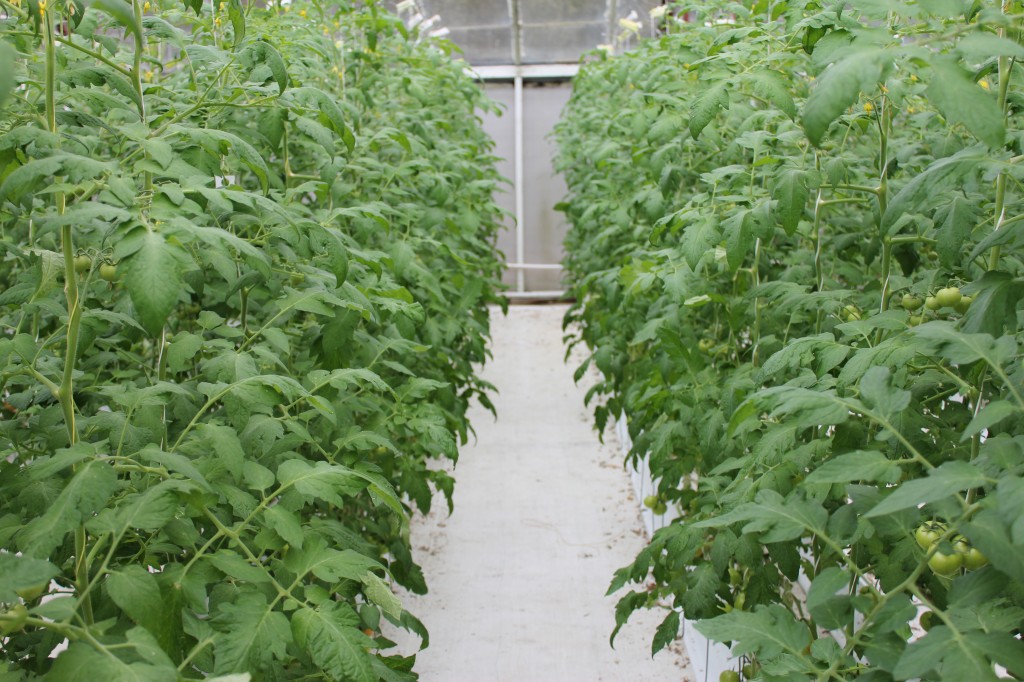 Crop Support Systems - Pure Hydroponics