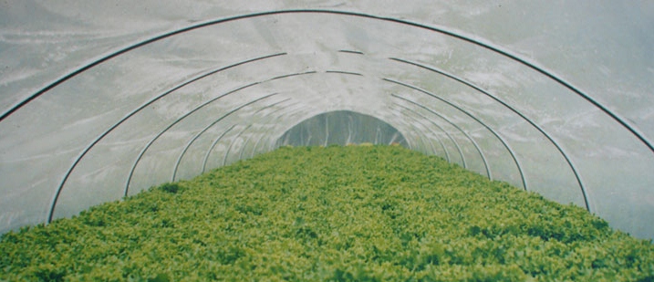 Cloche Tunnels - Pure Hydroponics